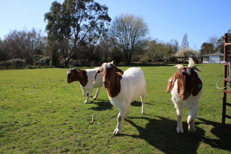 Welcome to Little Park Farm - Little Park Farm